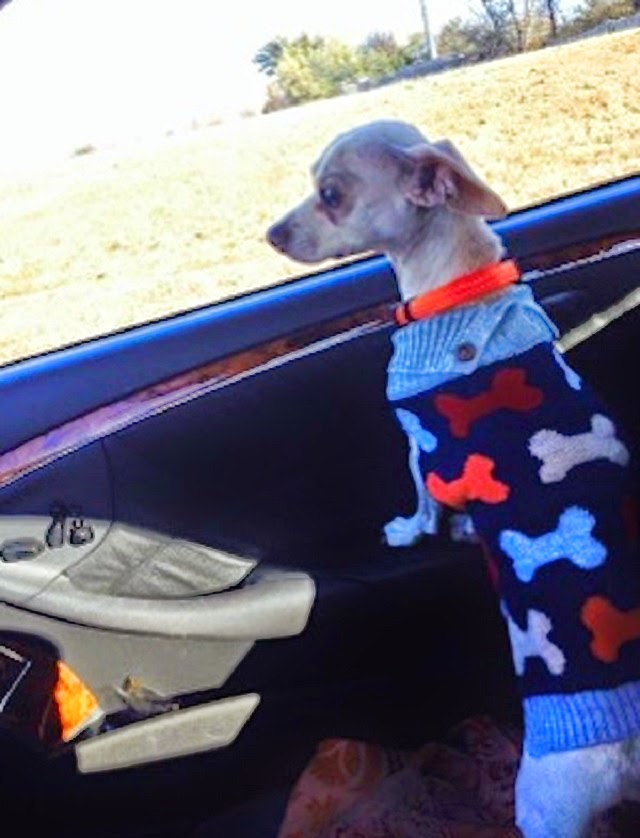 Oficial de policía salva a un perrito de morir congelado tirado al lado ...