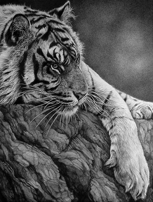 Julie Rhodes - wildlife artist - pencil drawings