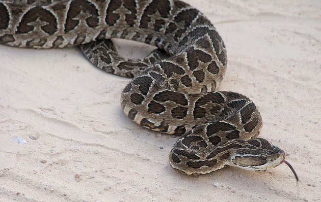 Yarara snake ~ Animals World