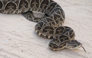 Yarara - Reptiles World