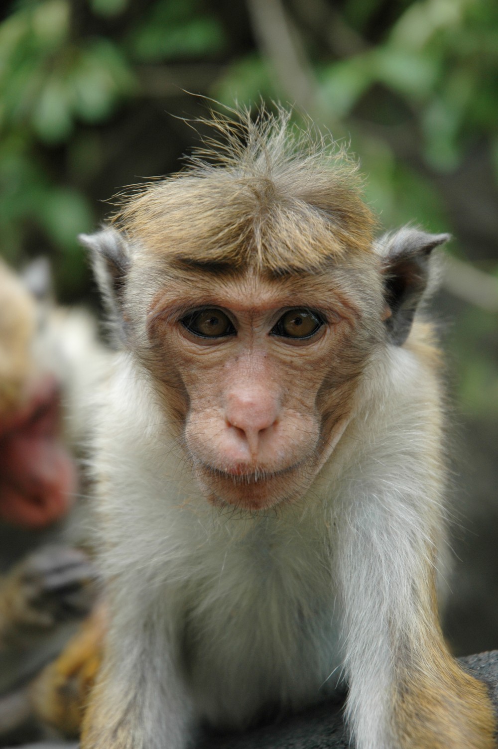 Musings for the potting shed...: Monkey Nuts