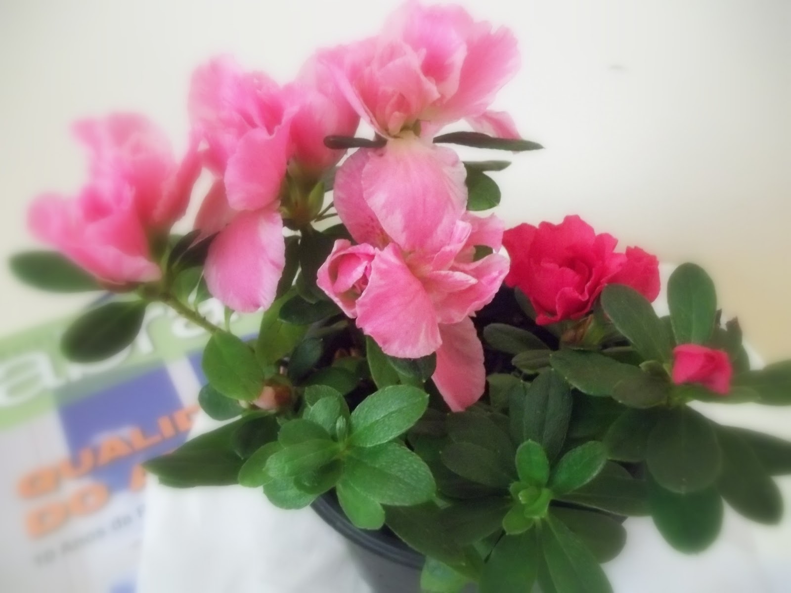 PINKPUFFYNANA: Minha adoravel Azaleia ♥