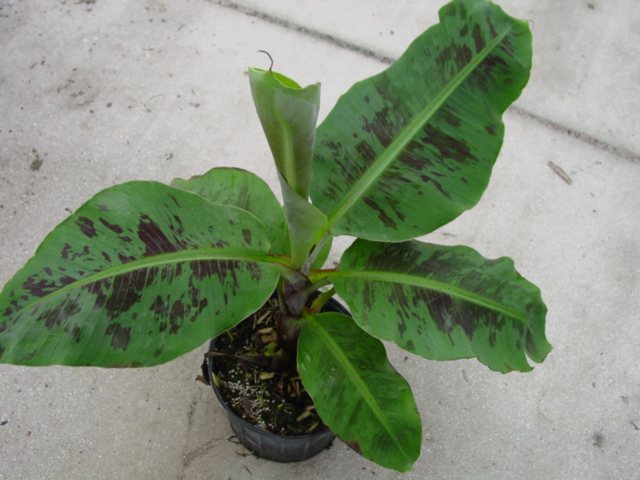 PLANT FAMILIES OF PUERTO RICO AND FLORIDA PAPO VIVES: MUSACEAE FAMILIA ...