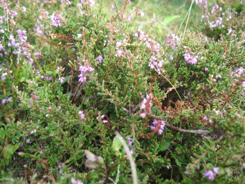 Craft Home Brewing: Heather Ale