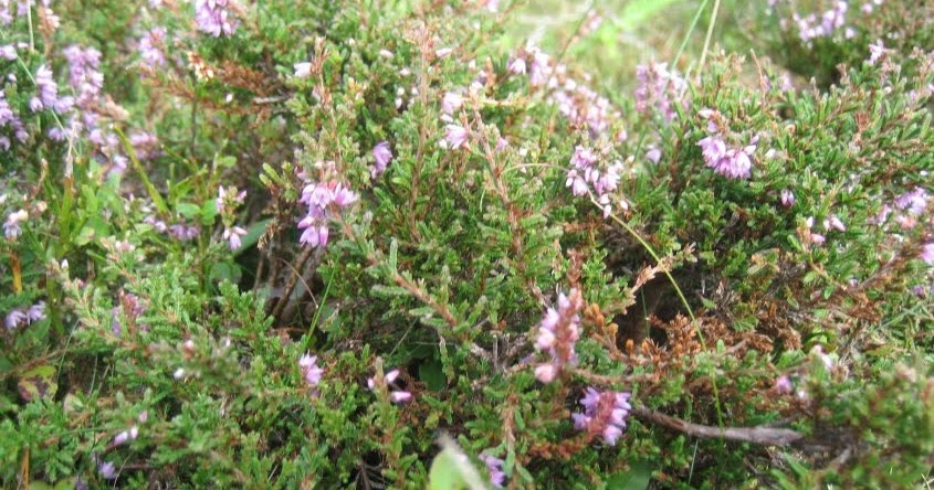 Craft Home Brewing: Heather Ale