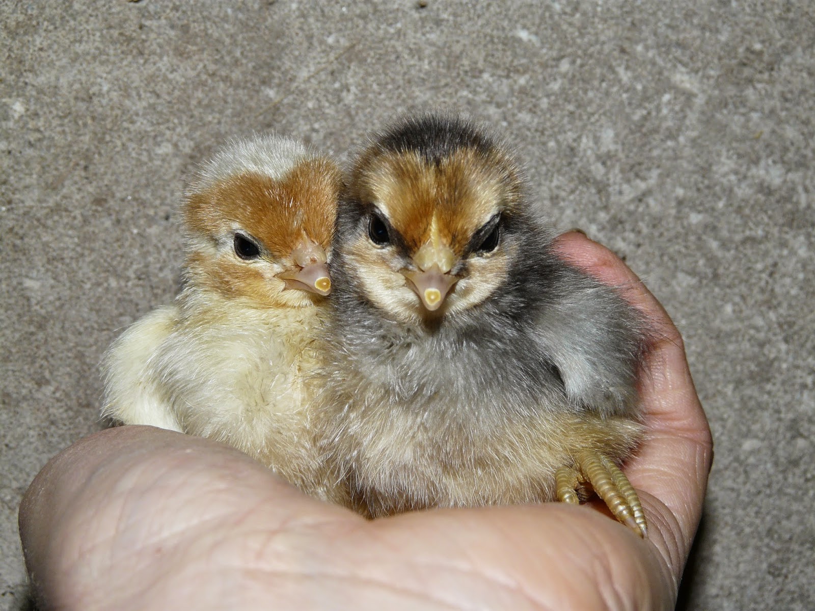 Vårat Äleberg: Årets första kycklingar!