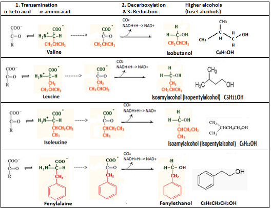 Learn wine with WINE CHEMISTRY: Part 6 - Higher alcohols