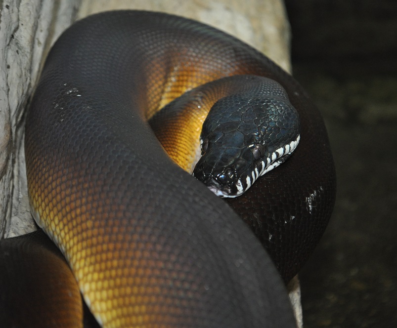 ZOOTOGRAFIANDO (6.100 ANIMALS): PITÓN DE LABIOS BLANCOS (Bothrochilus ...