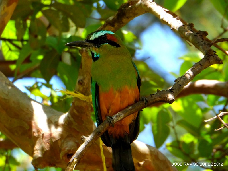 Albanta: Pájaros del Campus