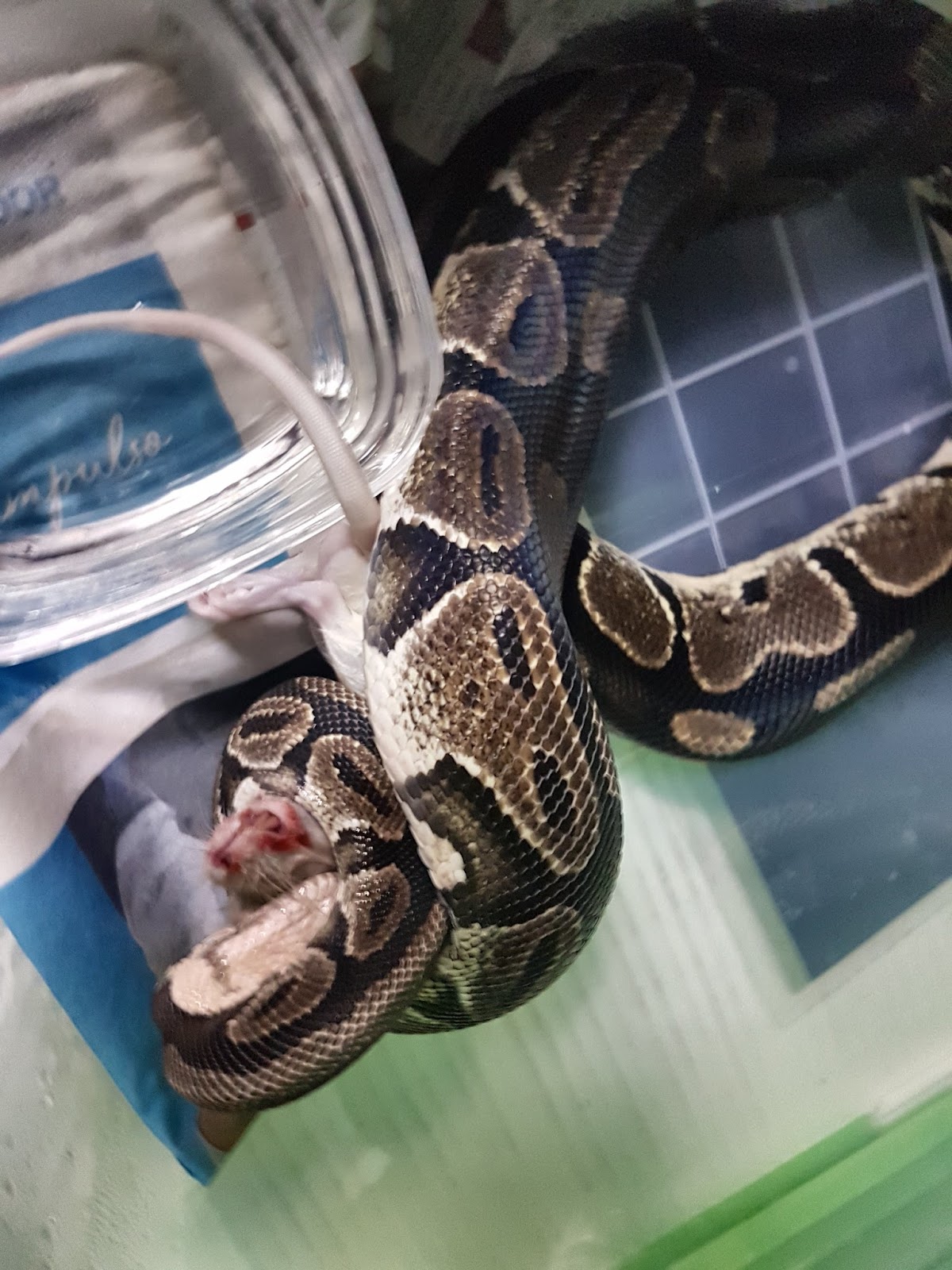 Animal breeding center