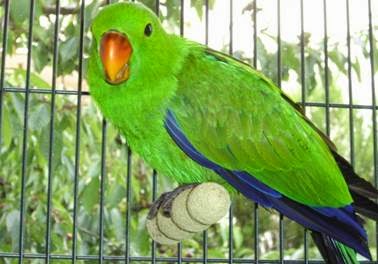 IMAGENES: FOTO DE LORO