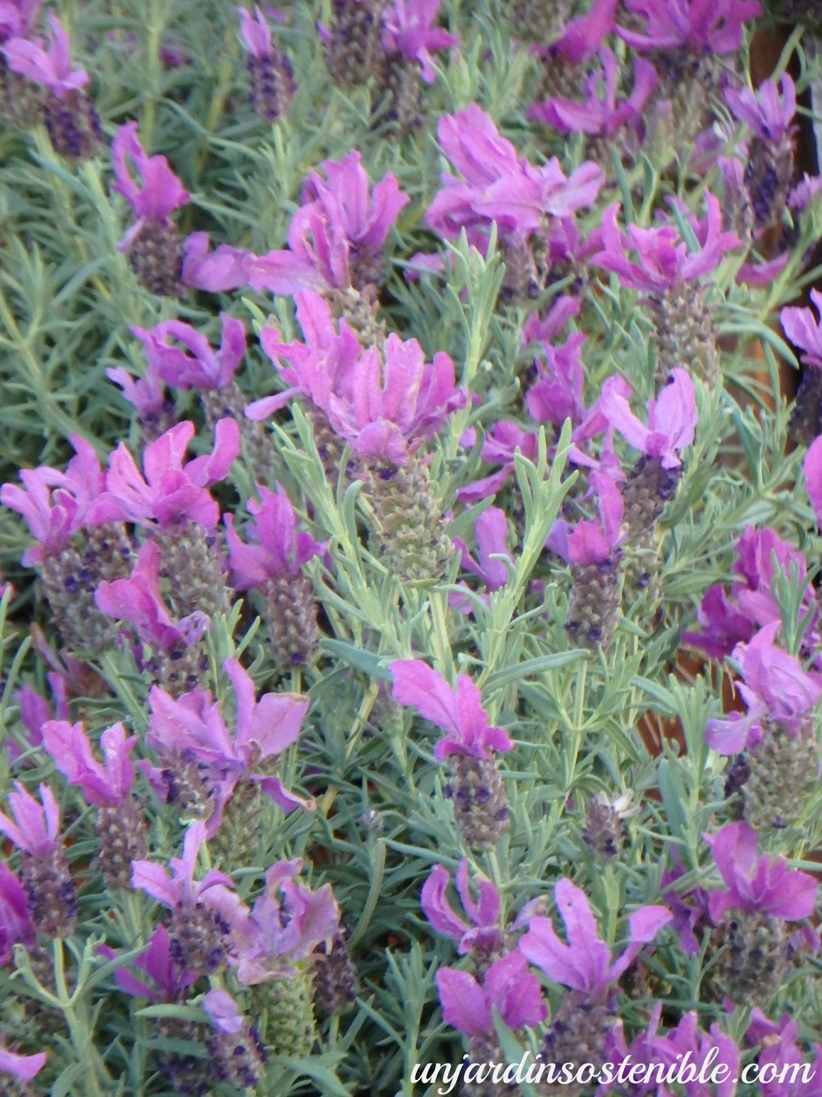 Lavandula Officinalis (Lavanda)