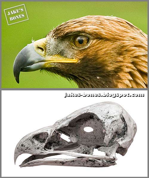 My amazing golden eagle skull : Jake's Bones