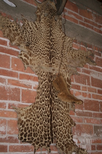 Abe's Animals: Pictures of the extinct animals from Lost animals of the ...