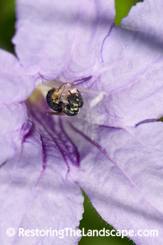 Restoring The Landscape With Native Plants: Native Bee Spotlight: Small ...
