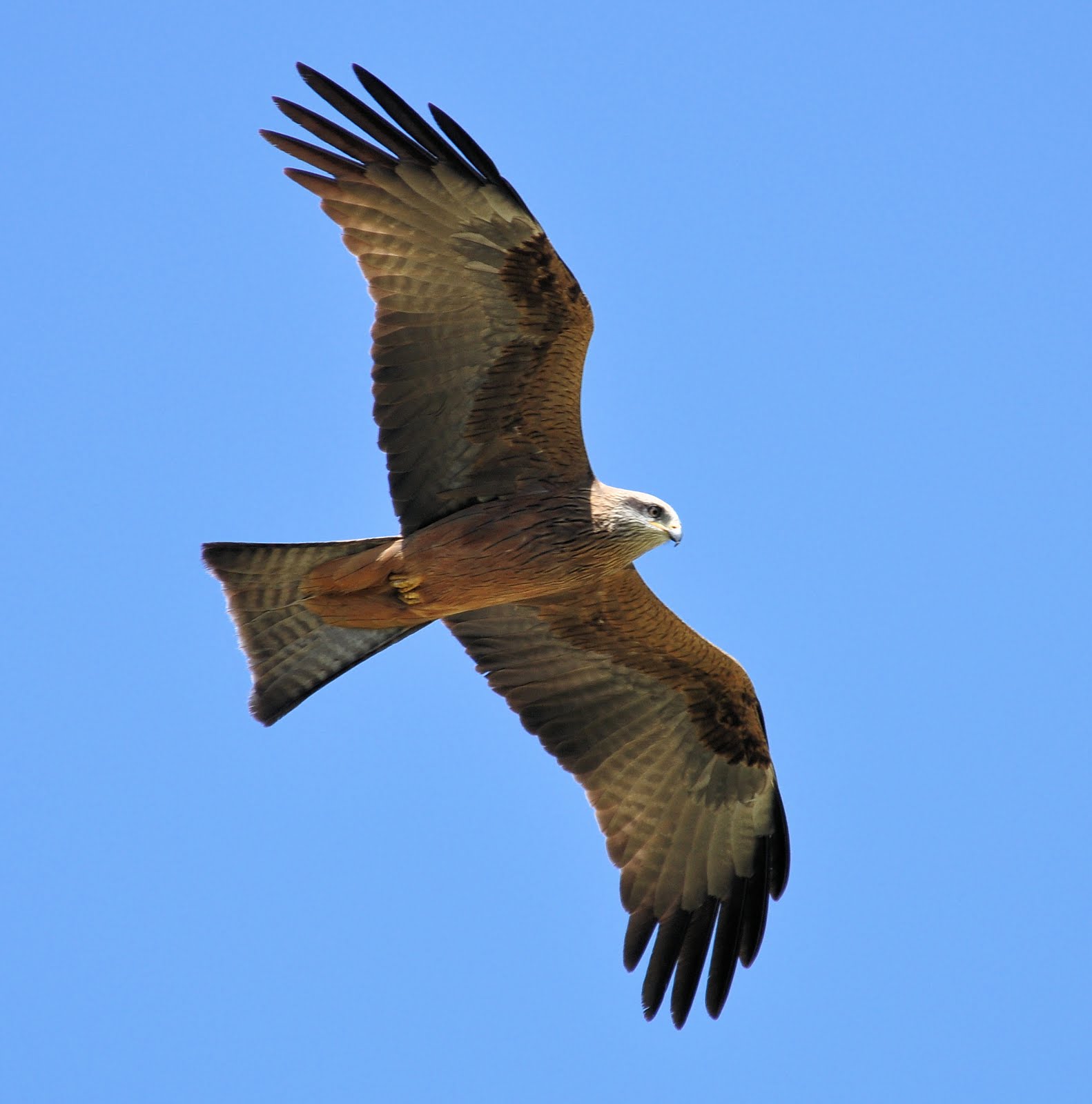 Bird Nerds: April 2011