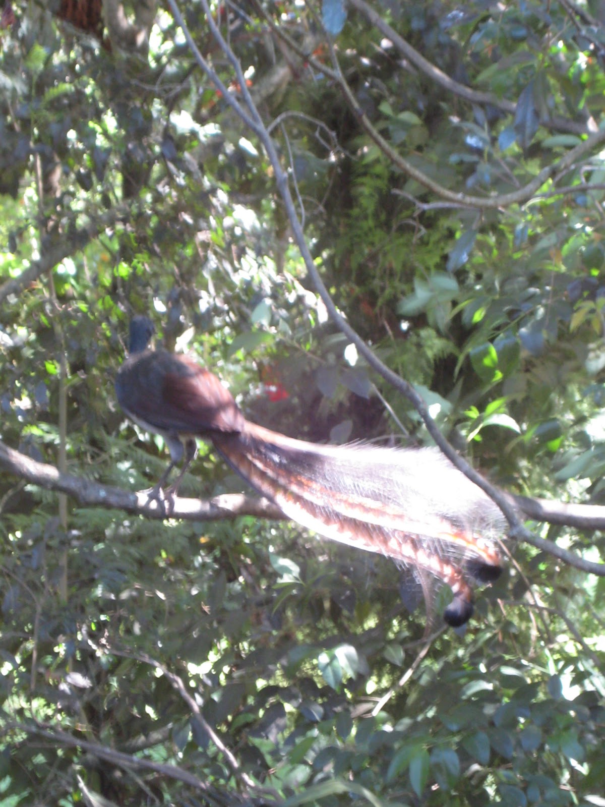 piggywhistles: ANEMONE FUNGUS AND 30 LEGGED BUG