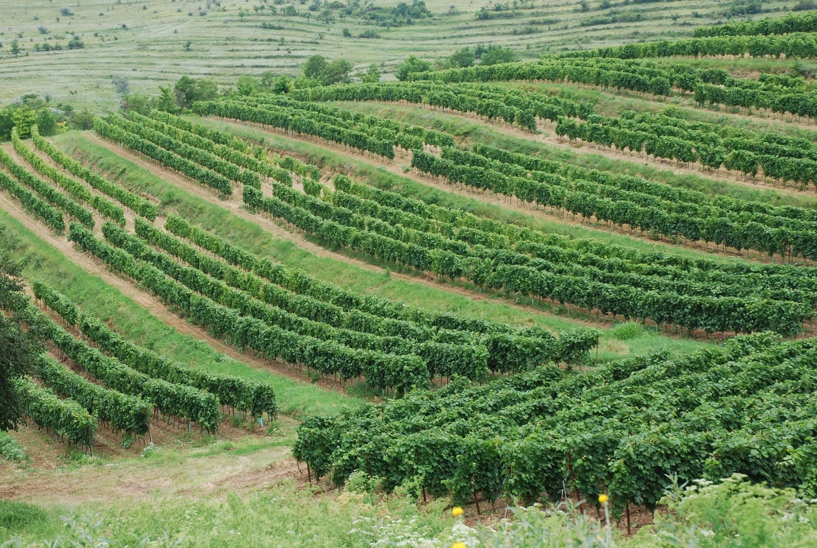 Du beau ... Du bon: Du vin roumain (et de ses quelques belles surprises)