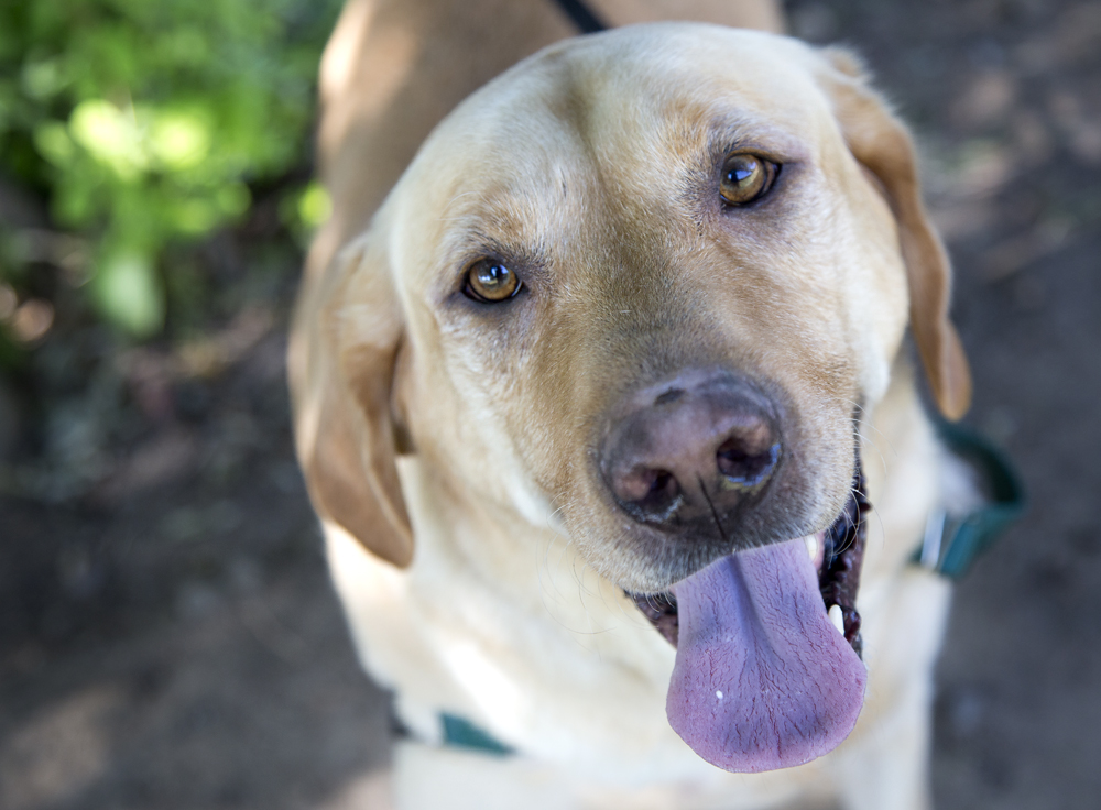 Shelter Dogs of Portland: "BUDDY' BIG Yellow Lab