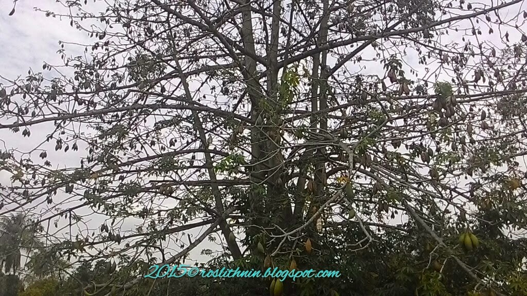 RosliThnin: Pokok Kekabu (Ceiba Pentandra) Merlimau Melaka