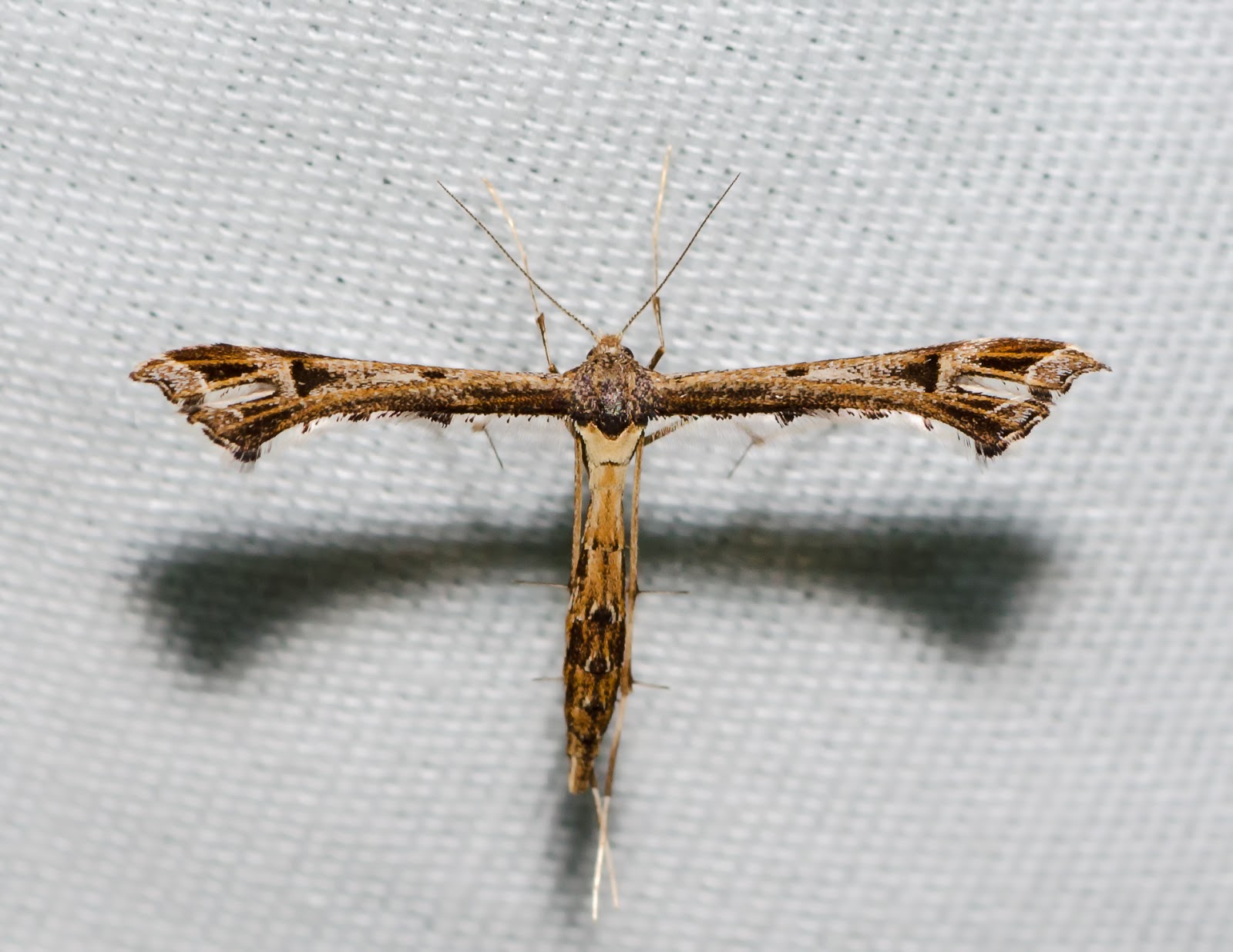 On the Subject of Nature: Some Magnificent Moths