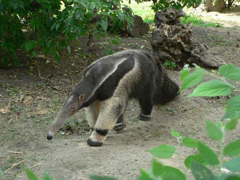 Wallpaper Collections: anteater