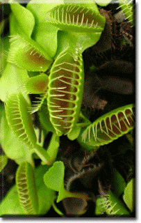INSECTIVOROUS Plants: NON Veg Eating Plants
