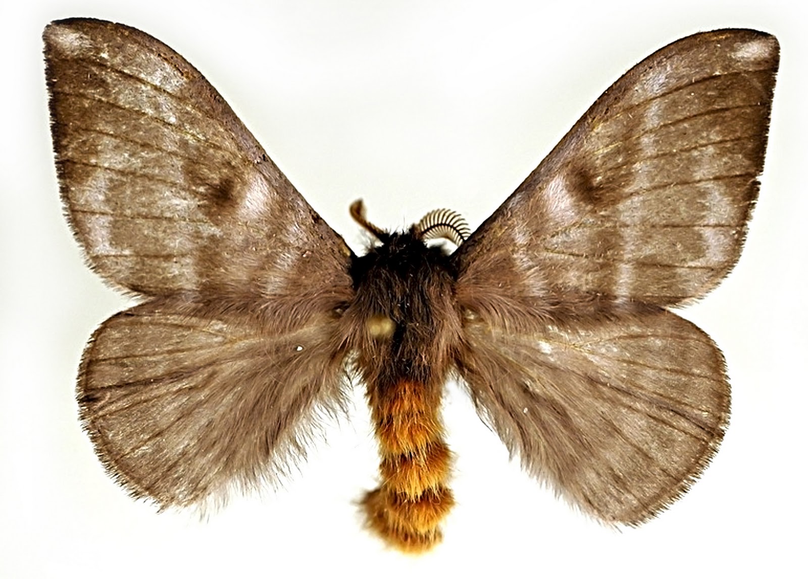 Conoce a la Palometa Peluda que ataca al oriente del país