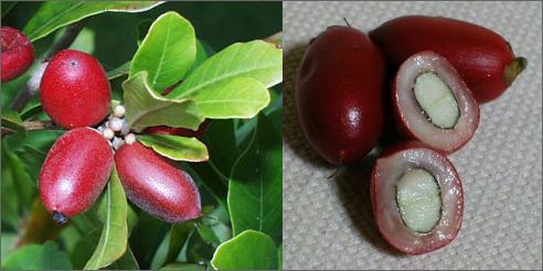 Ciência Surpreendente: A fruta que engana o cérebro.