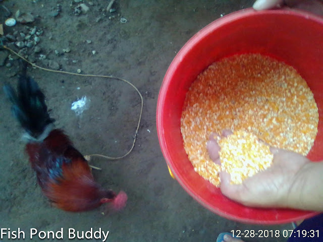 Fish Pond Buddy: Raising Native Chickens at the Milkfish (Bangus) Farm
