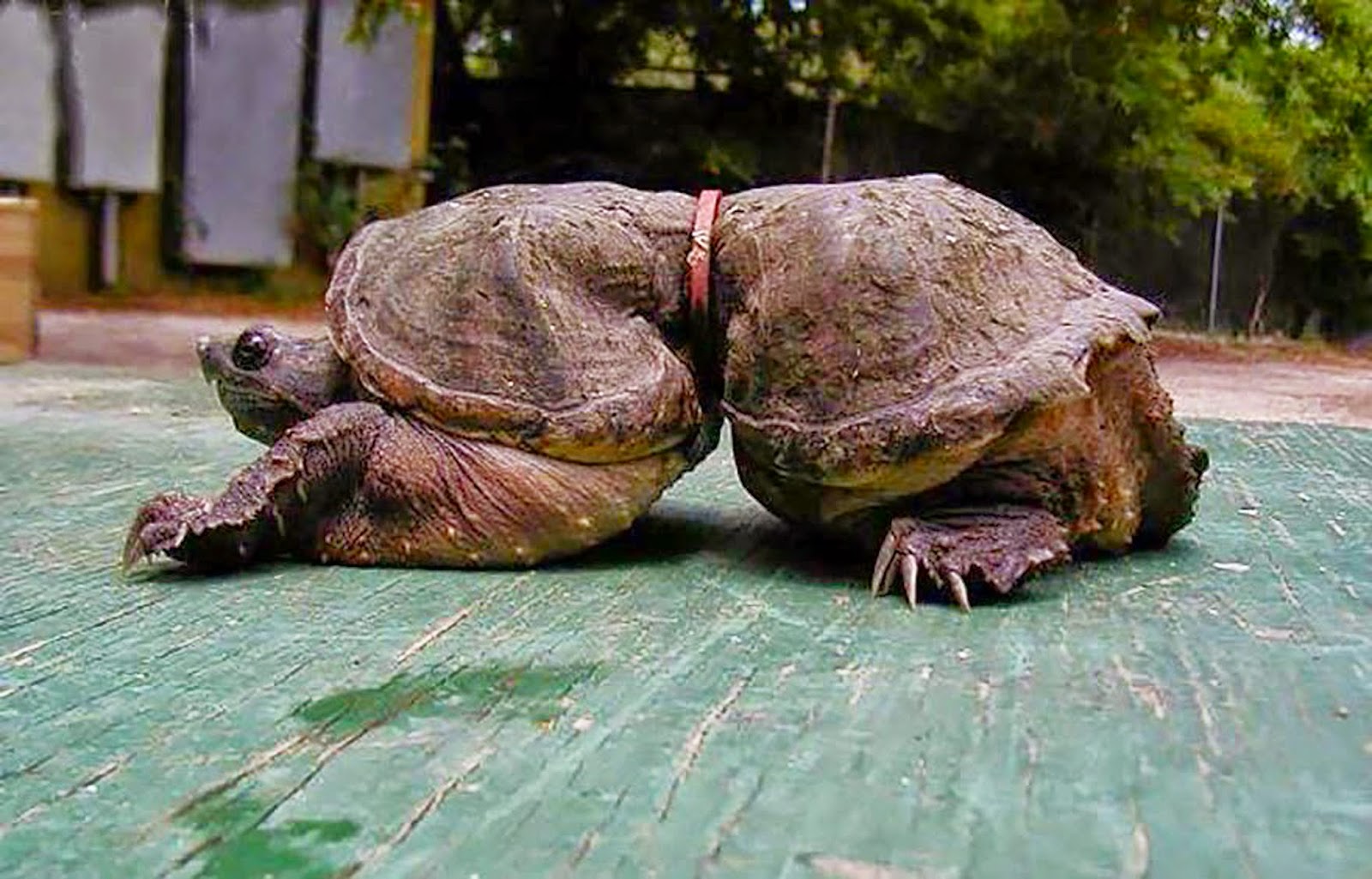 You Will Want To Recycle Everything After Seeing These Photos! - The ...