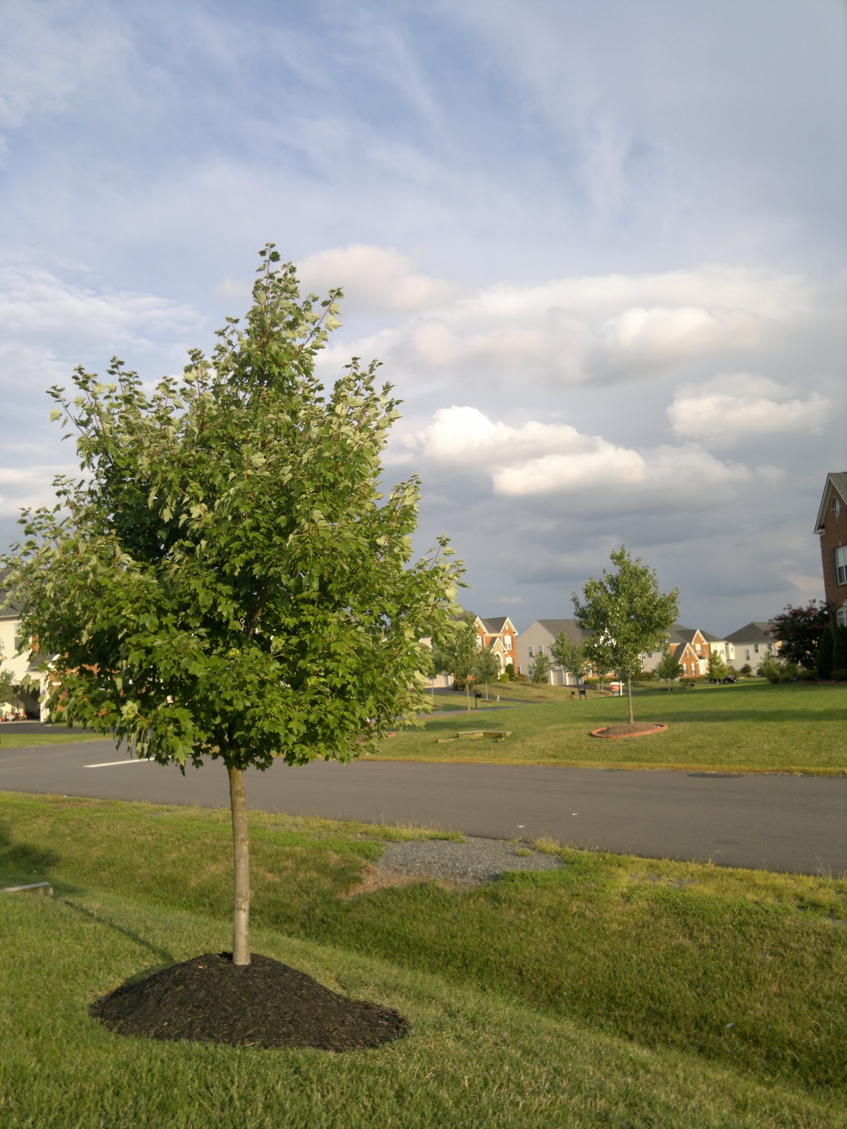 Discover Life: Fall Colors in Ashburn, Virginia, USA: Difference ...