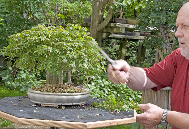 Walter Pall Bonsai Adventures: professional maple pruning