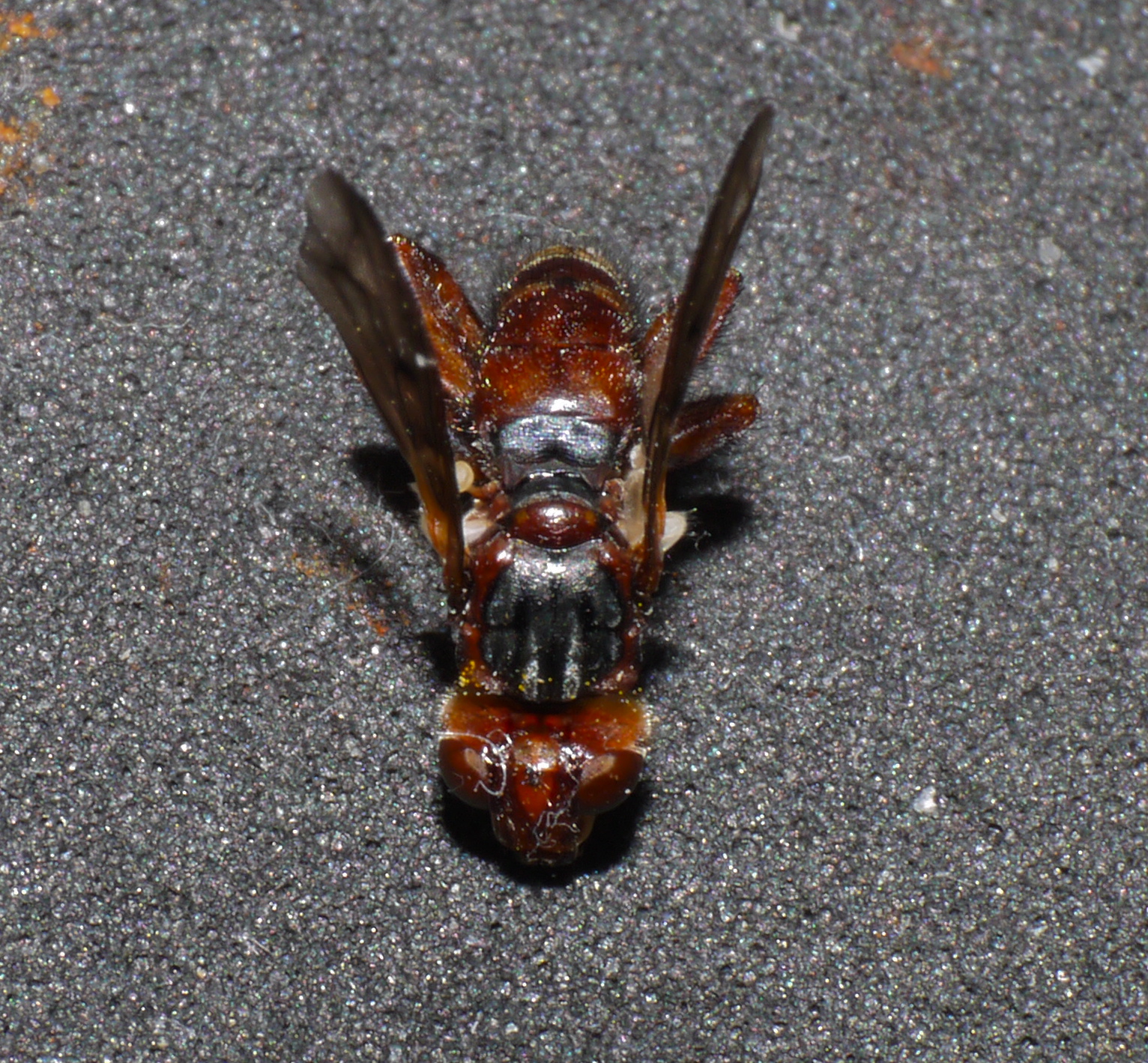 Northwest Norfolk Naturalists: Myopa testacea - a new conopid for the patch