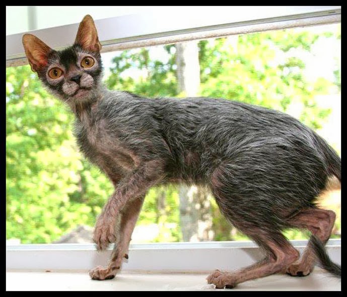 CRIATURAS Y HUMANOIDES: LYKOI, EL GATO-LOBO