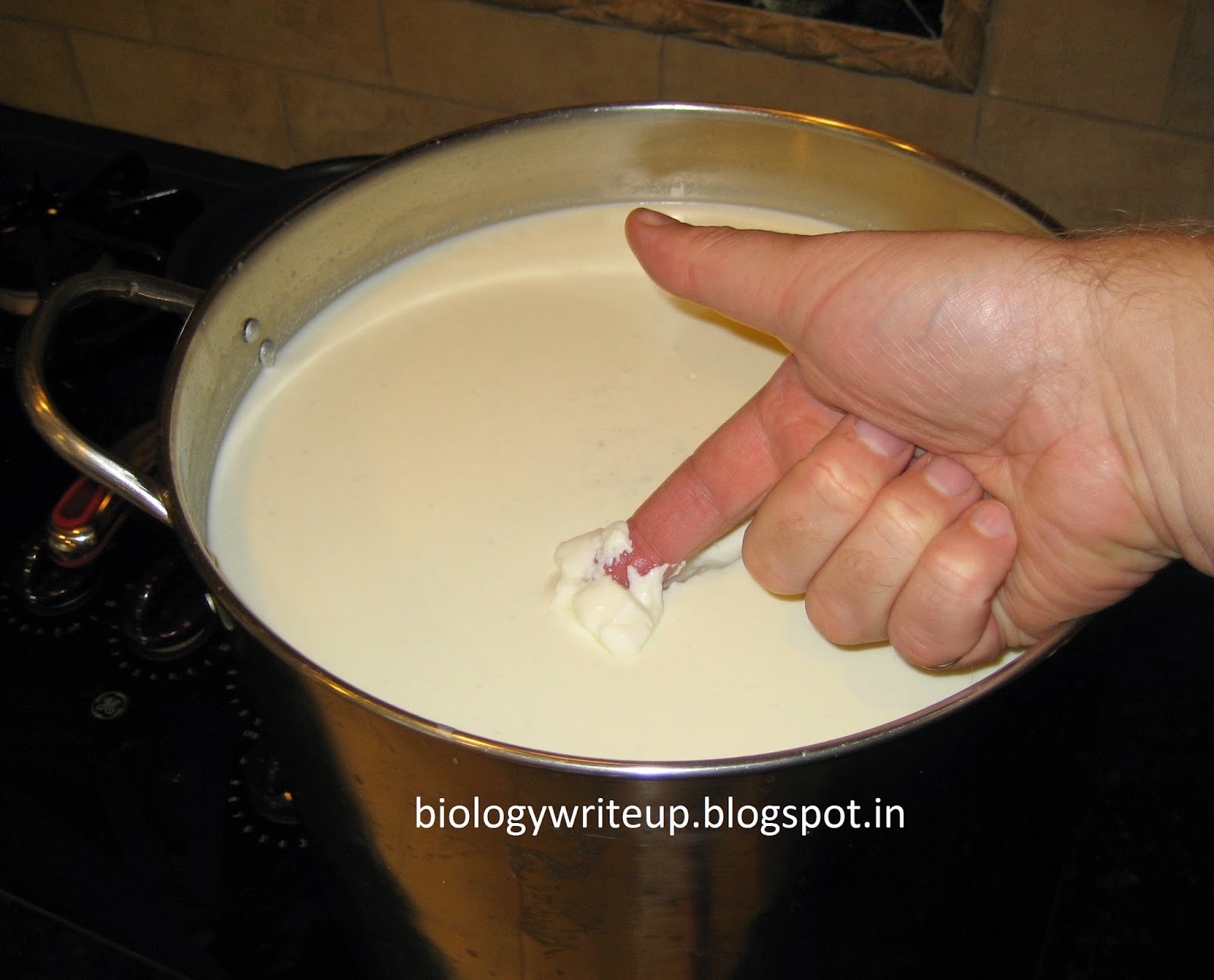 BIOLOGY WRITE-UP - BIOLOGY ARTICLES: MILK & MILK PRODUCTS: Milk ...