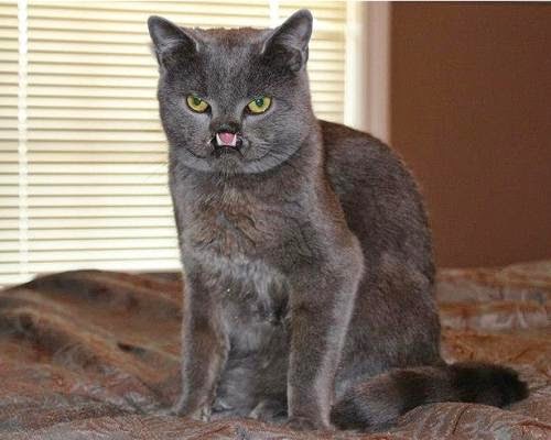 Strangest of cats deemed absolutely calculate pets but ~ Oddity of wonders