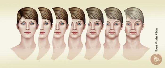 Aging. Illustration of aging process