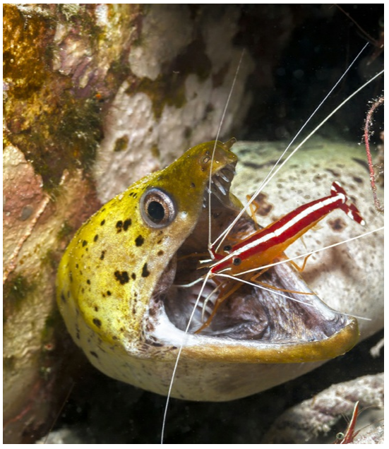 Knowledge Class: Ecological Interactions