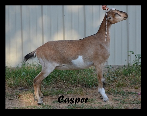 The Adventures of Noodleville: The Newest Earless Wonders of Noodleville