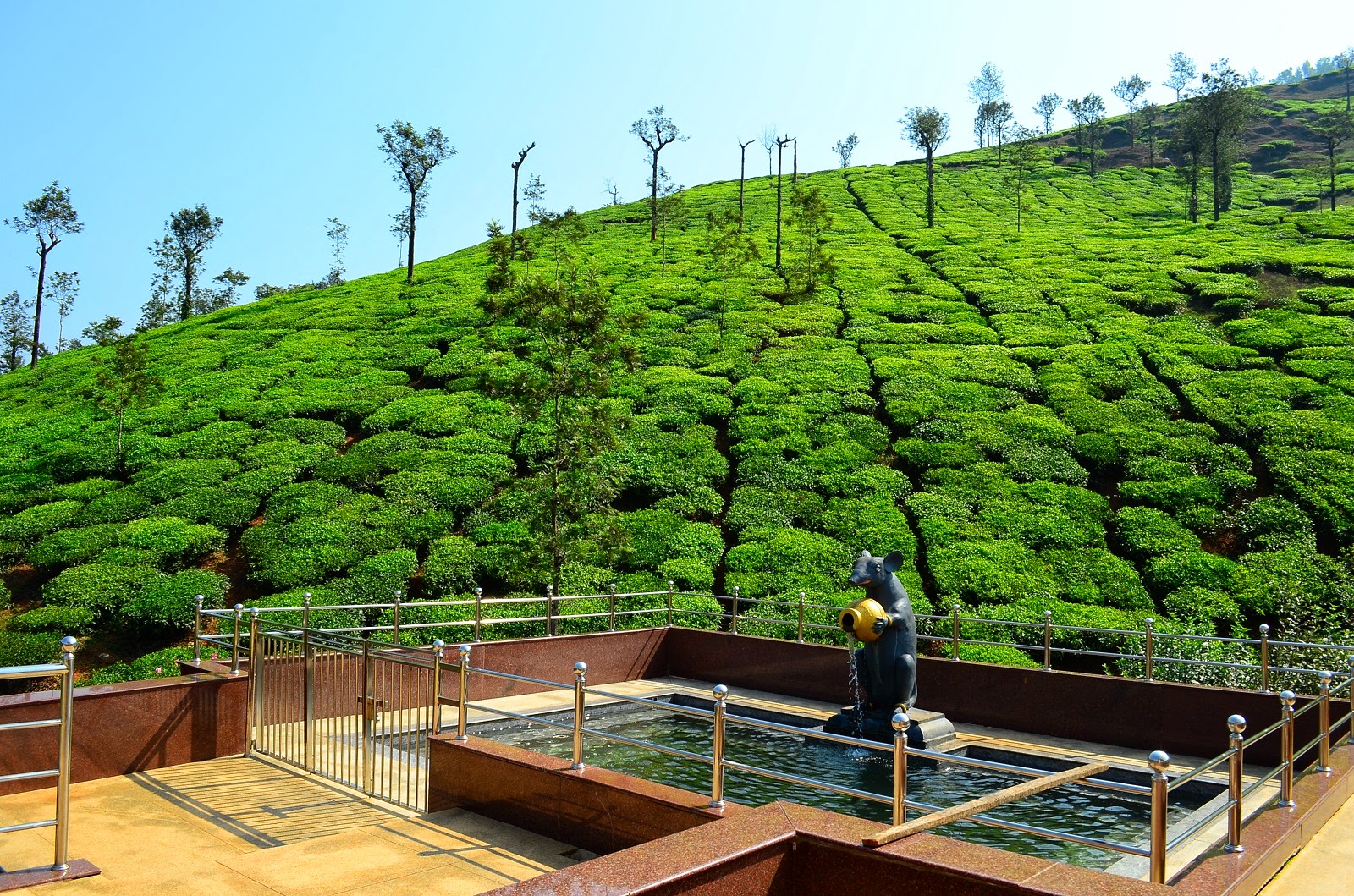 Sharath Hassan A Travelling Photographer: Samse Tea Estate near ...