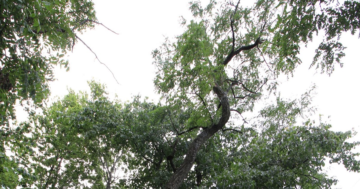 Nature Devotions : Crooked Black Locust