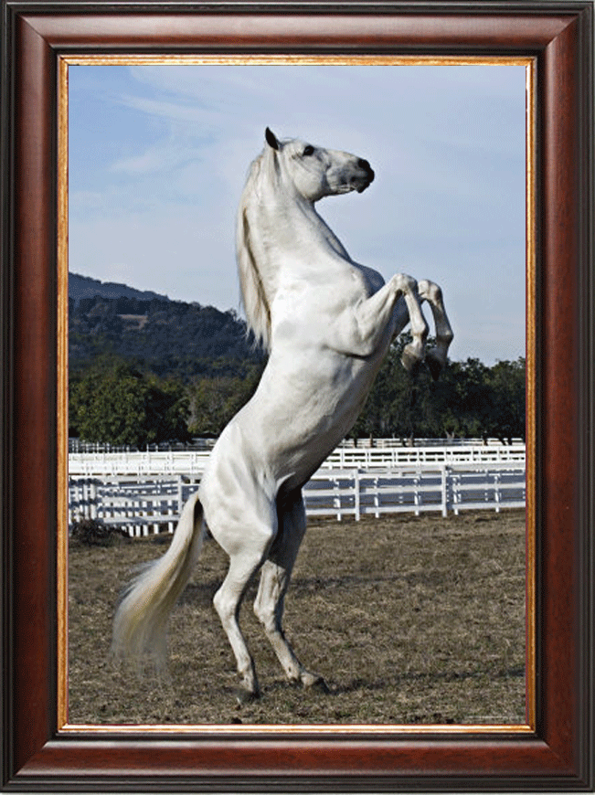 tauromaquia: El Rejoneo