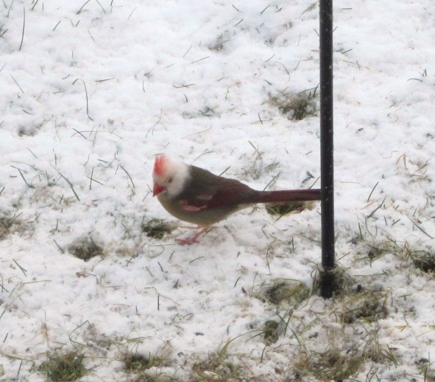 Ohio Birds and Biodiversity: And now, a white-headed cardinal!