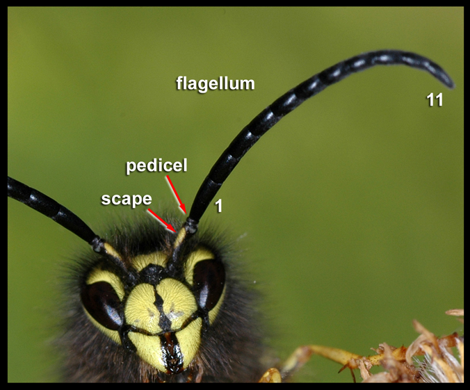 The Home Bug Garden: Aculeata Agonistes: The Good, the Bad, and the ...