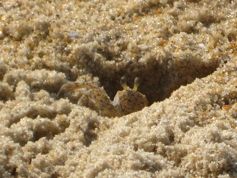 Burn Up the Road: Nags Head; Outer Banks, North Carolina