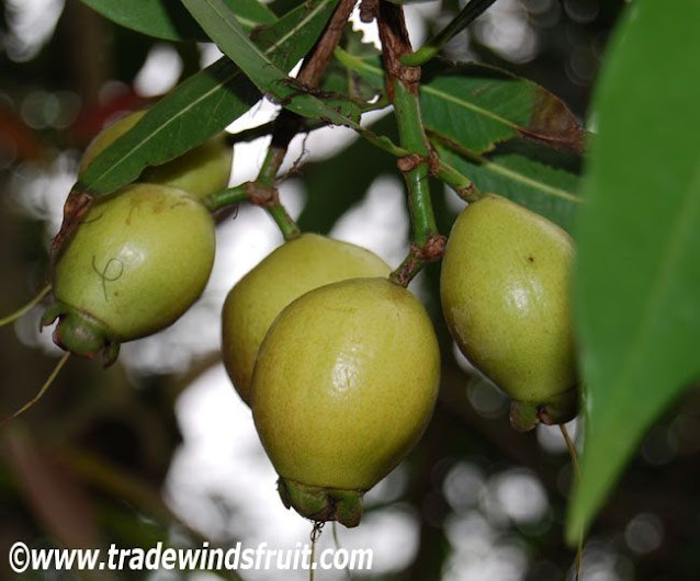 Jambo - Syzygium jambos