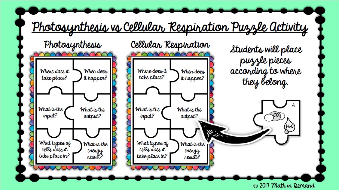 Photosynthesis And Cellular Respiration Project Ideas