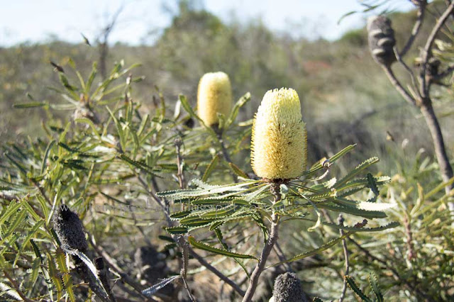 Life Images by Jill: Celebration of the Australian Banksia