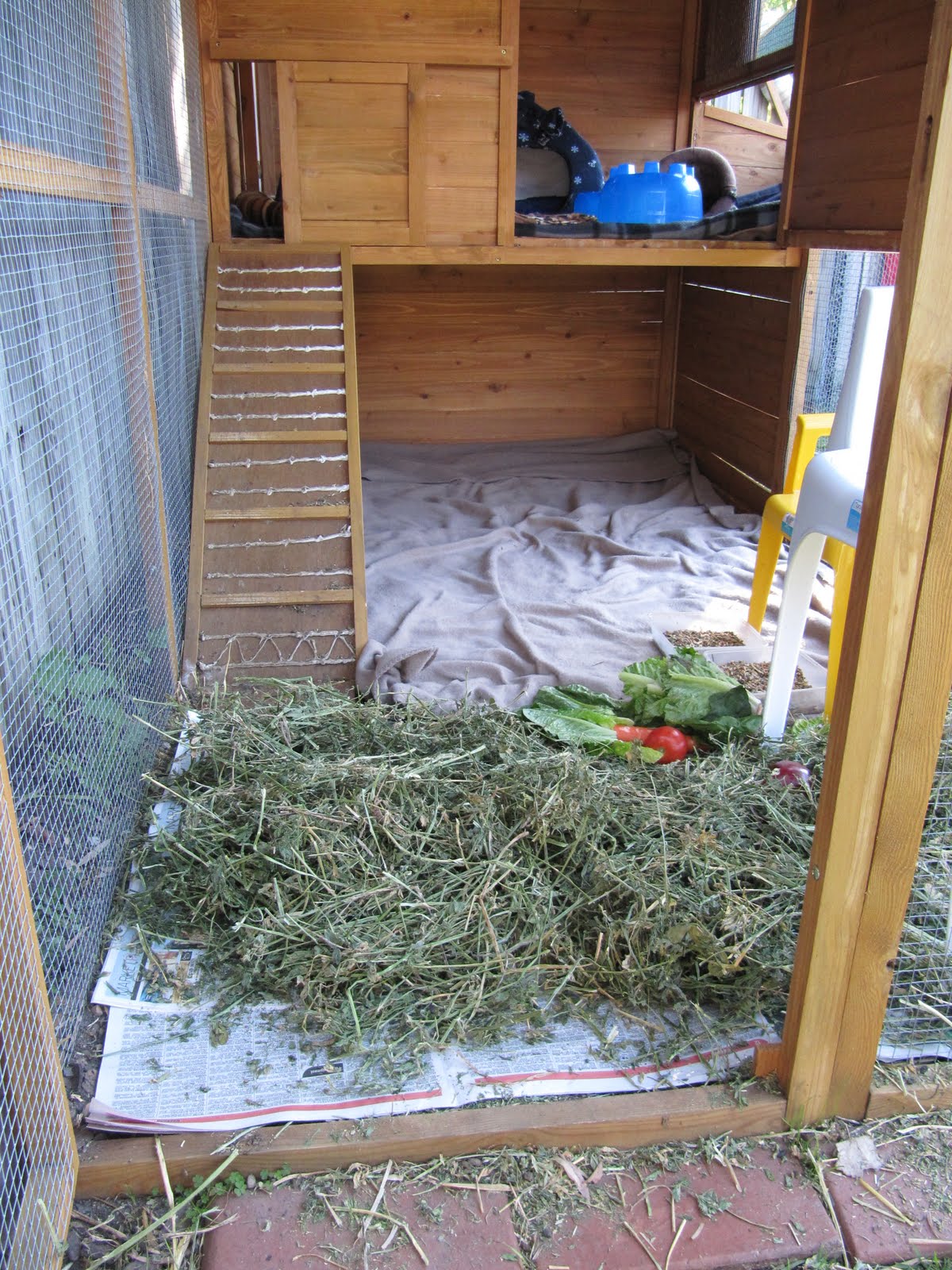 All Things Guinea Pig: Caviary Setup